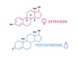 TRT and Estrogen Explained: What You Need to Know for Hormonal Harmony