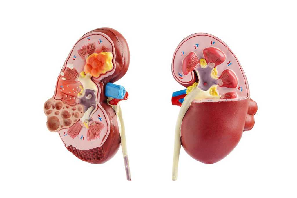 Clomid and Kidney Function: Symptoms, Warning Signs, and How to Stay Safe